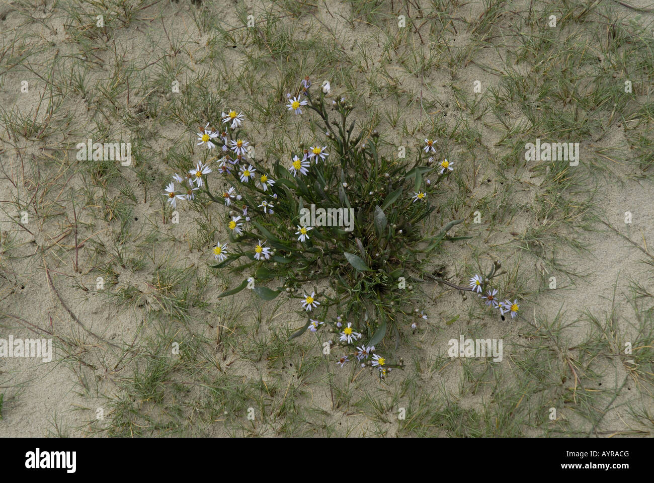Sea Aster (Aster tripolium) growing on old sand dunes. Newborough ...