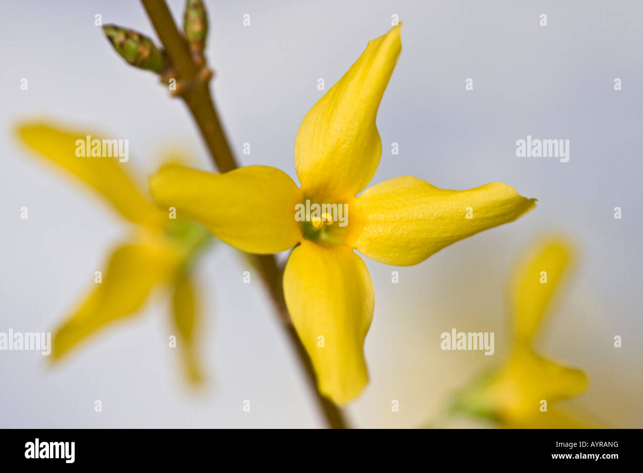 Yellow Forsythia hedge flowers floral front view background wallpaper ...