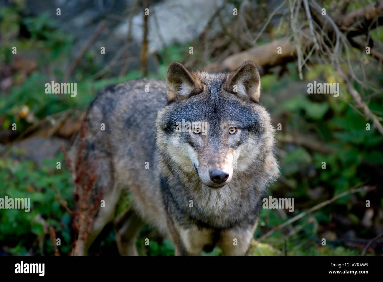 Lobo canis hi-res stock photography and images - Alamy