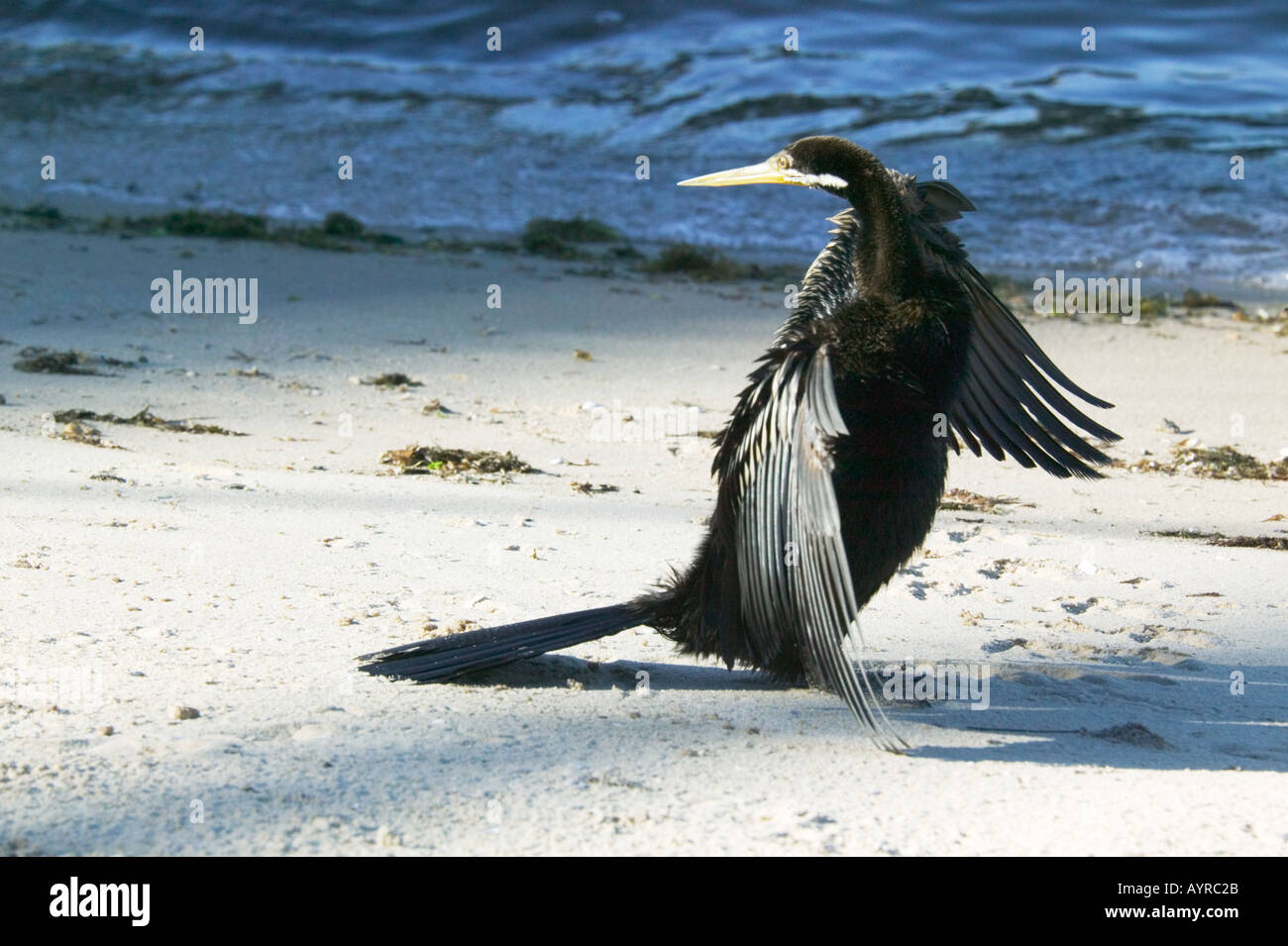 Darter water bird on beach of the Swan River Perth Western Australia ...