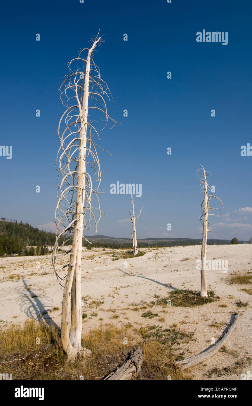 Dead trees, Upper Geyser Basin, Yellowstone National Park, Wyoming, USA ...