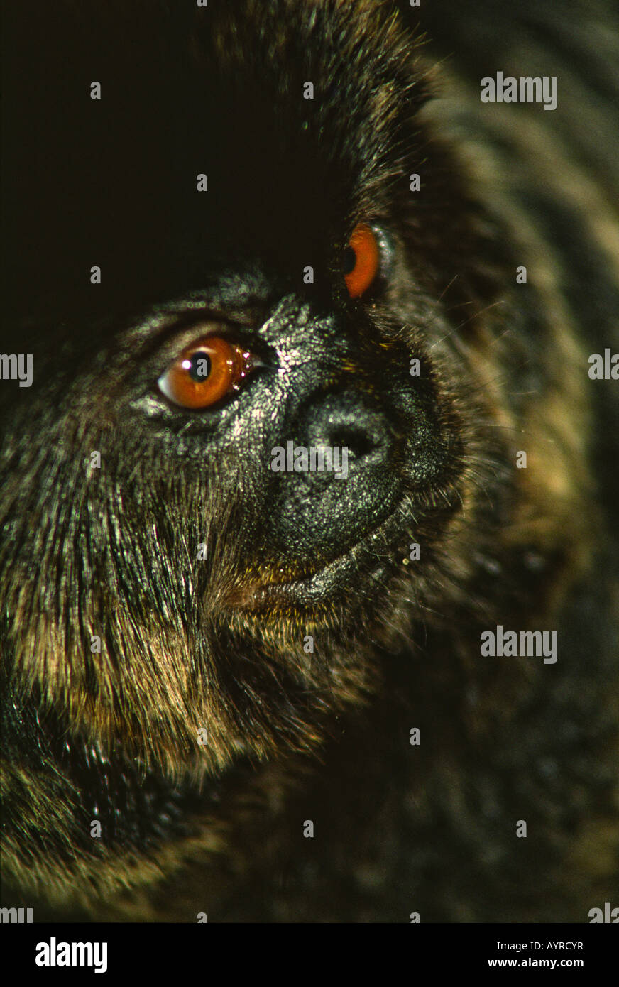 Callimico goeldi Macaco de goeldi goeldi s monkey Amazon rainforest ...