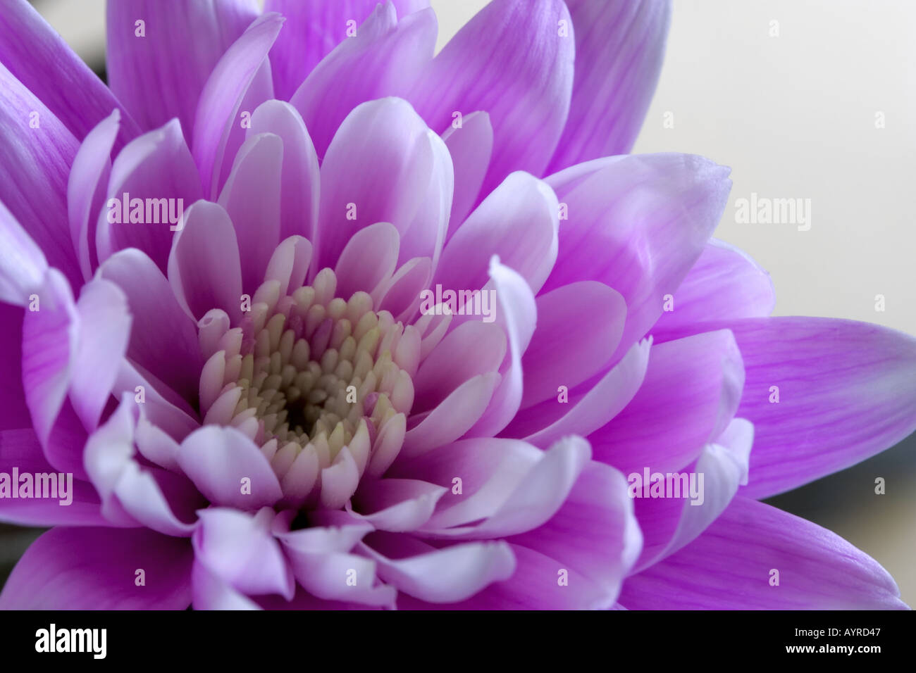 Chrysanthemem High Resolution Stock Photography and Images - Alamy