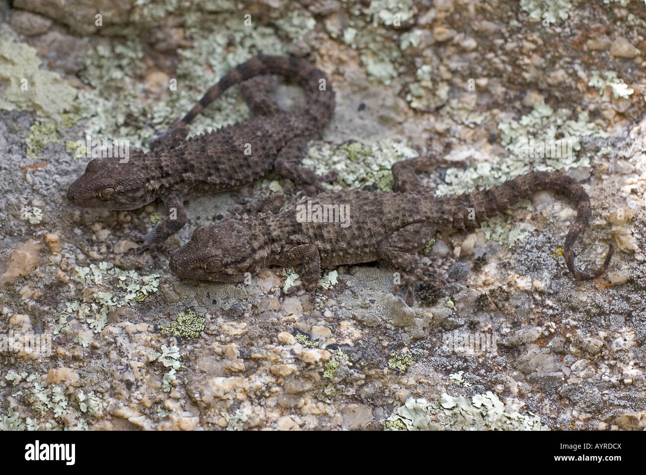 Moorish - or Crocodile Geckos (Tarentola mauritanica), Extremadura ...