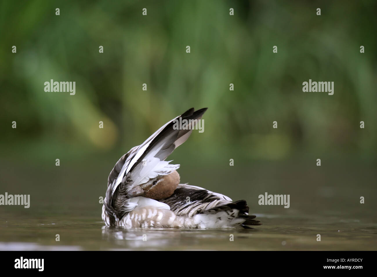 Wood (maned) duck, chenonetta jubata, single female preening Stock ...