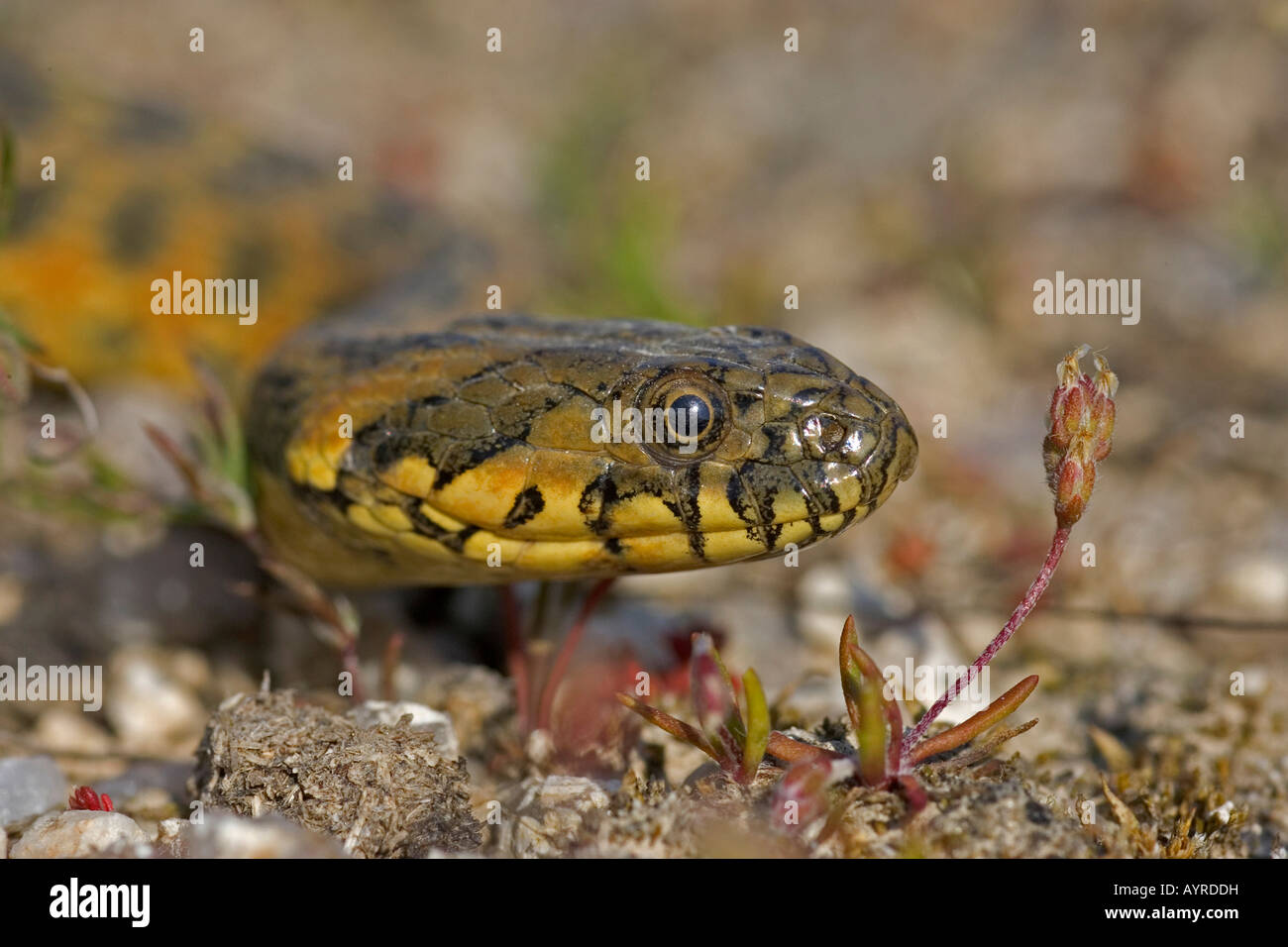Spanish snake hi-res stock photography and images - Alamy