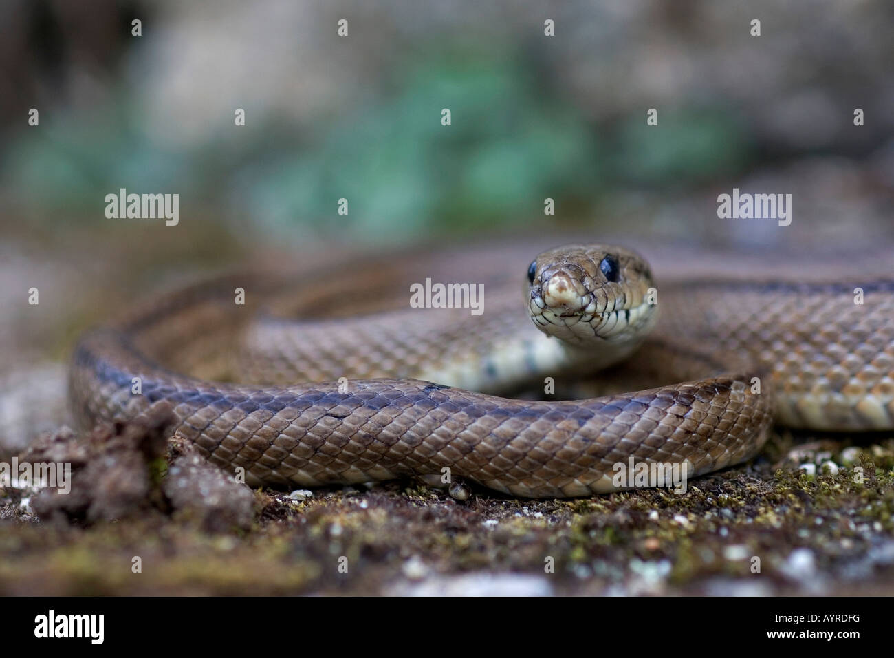 Spanish snake hi-res stock photography and images - Alamy
