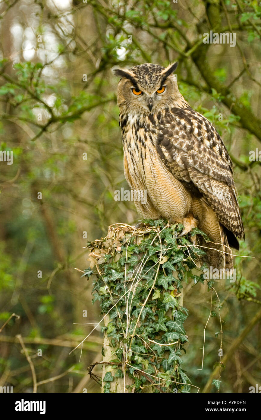 Eagle Owl Bubo bubo Stock Photo - Alamy