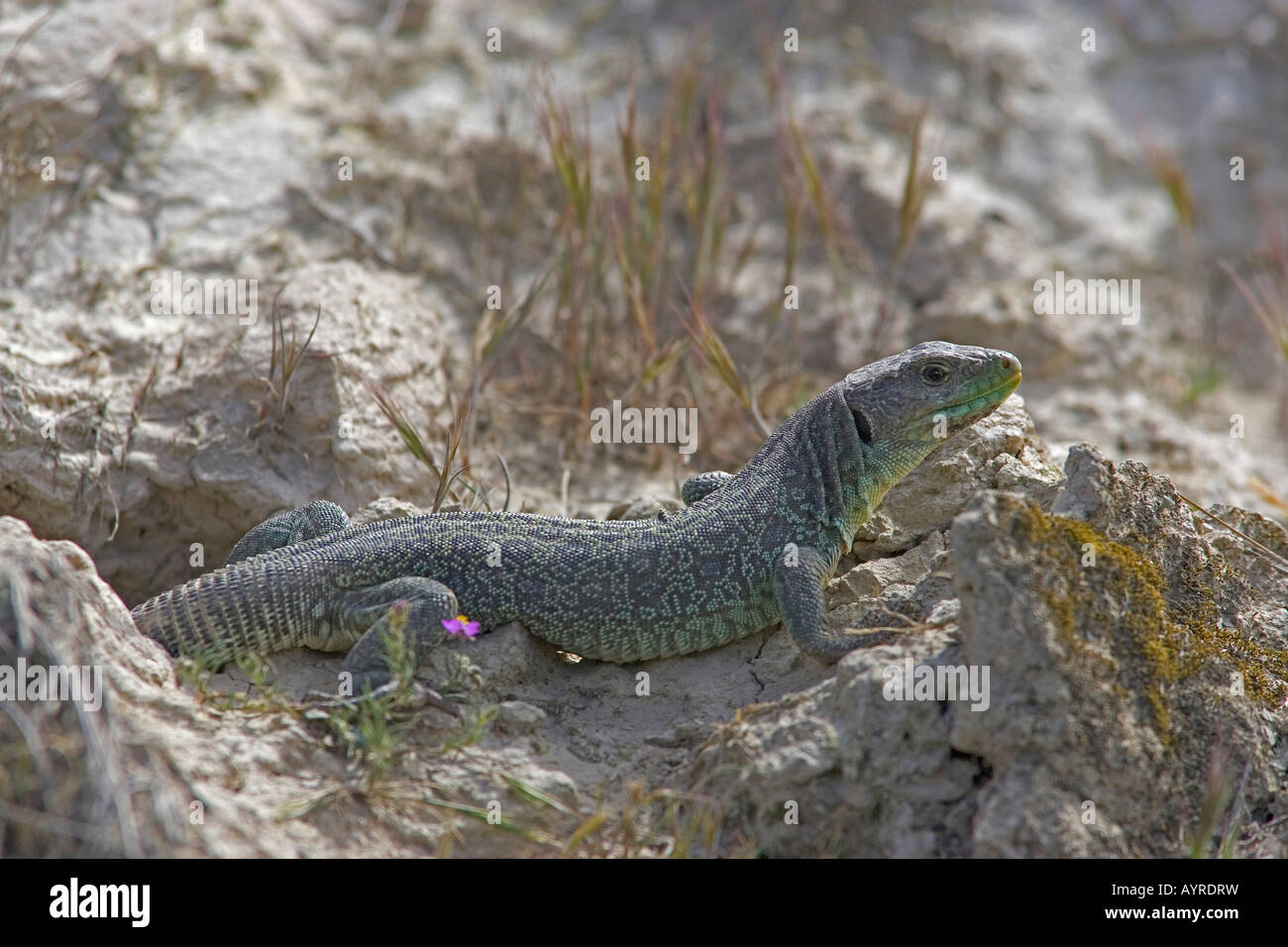 Ocellated Lizard (Timon lepidus), Extremadura, Spain, Europe Stock ...