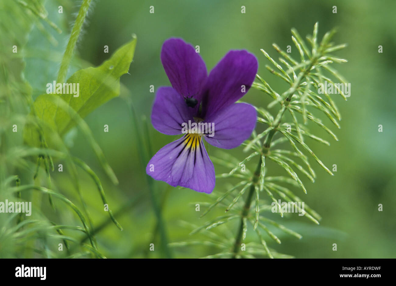 Flower viola hi-res stock photography and images - Alamy