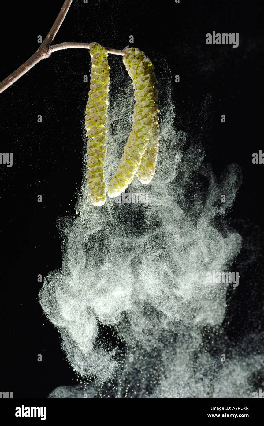 Common Hazel, Cobnut (Corylus avellana), flowering stands giving off ...