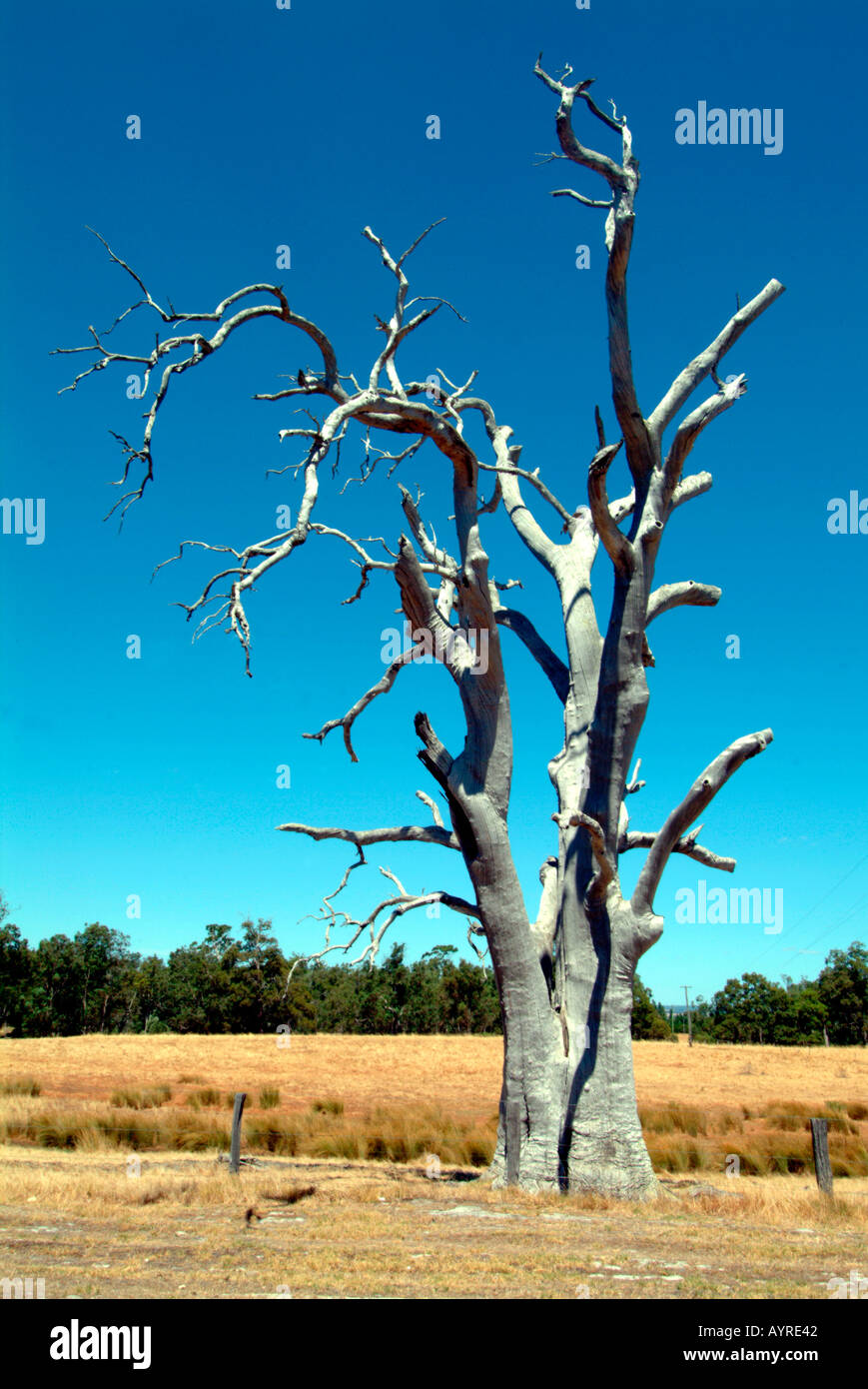 Sun Bleached tree Western Australia Stock Photo - Alamy