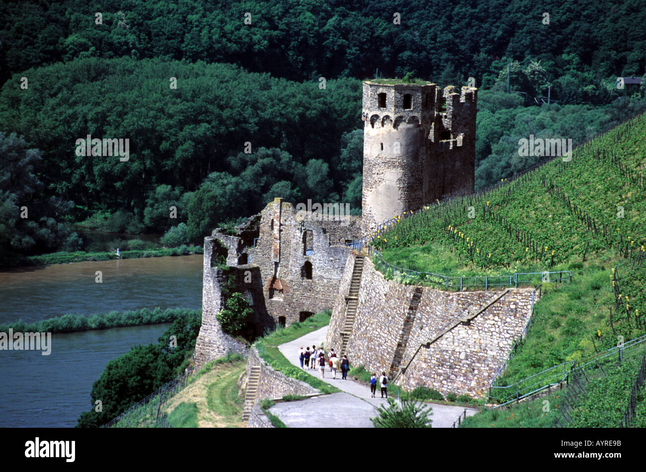 Tourists walk to Ehrenfels Castle Rhine valley Germany Stock Photo - Alamy