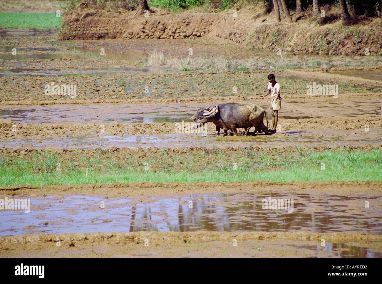 Farmer goa india hi-res stock photography and images - Alamy