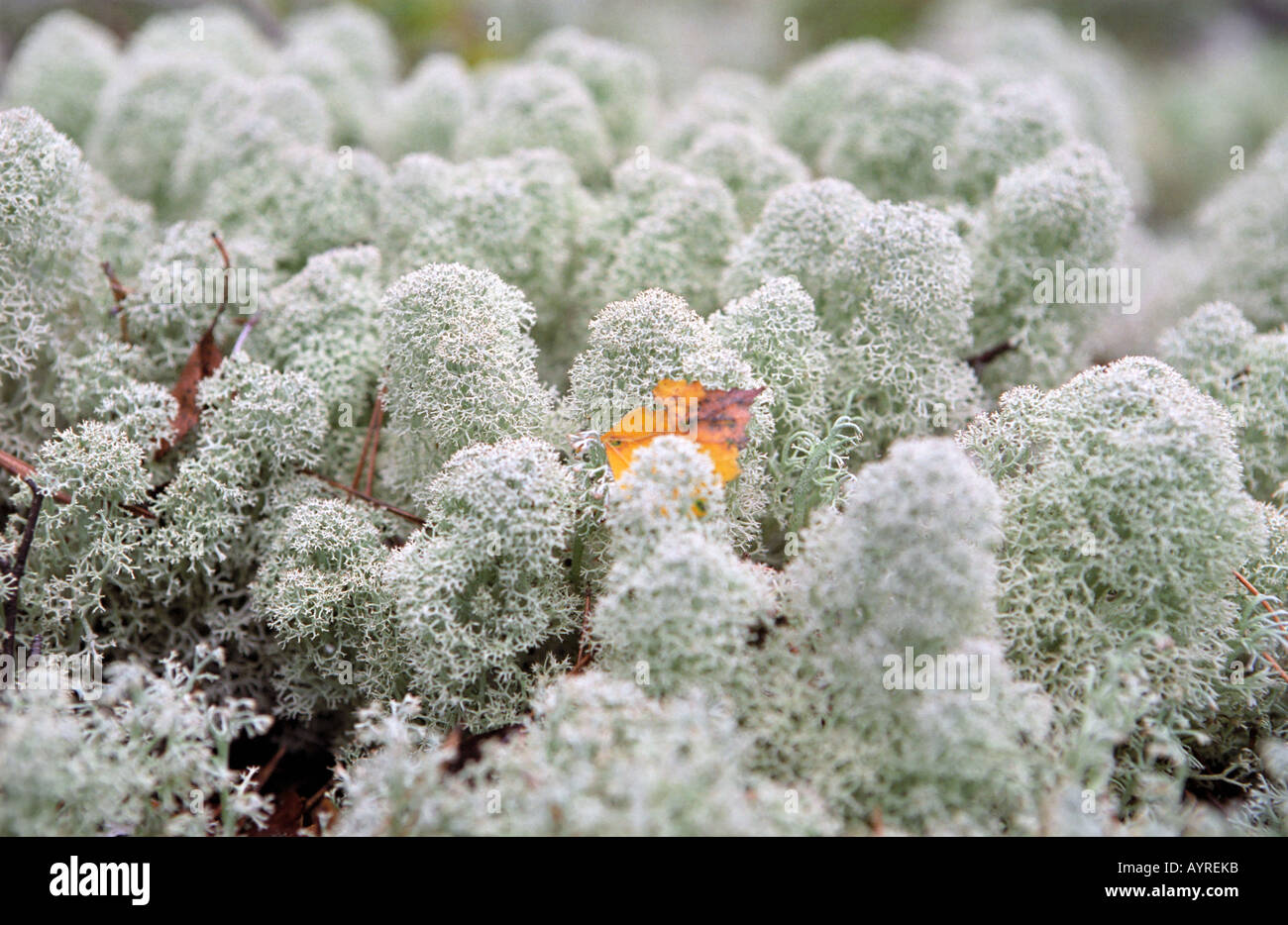 Forest floor of Lichen Cladina Cladonia Stock Photo - Alamy