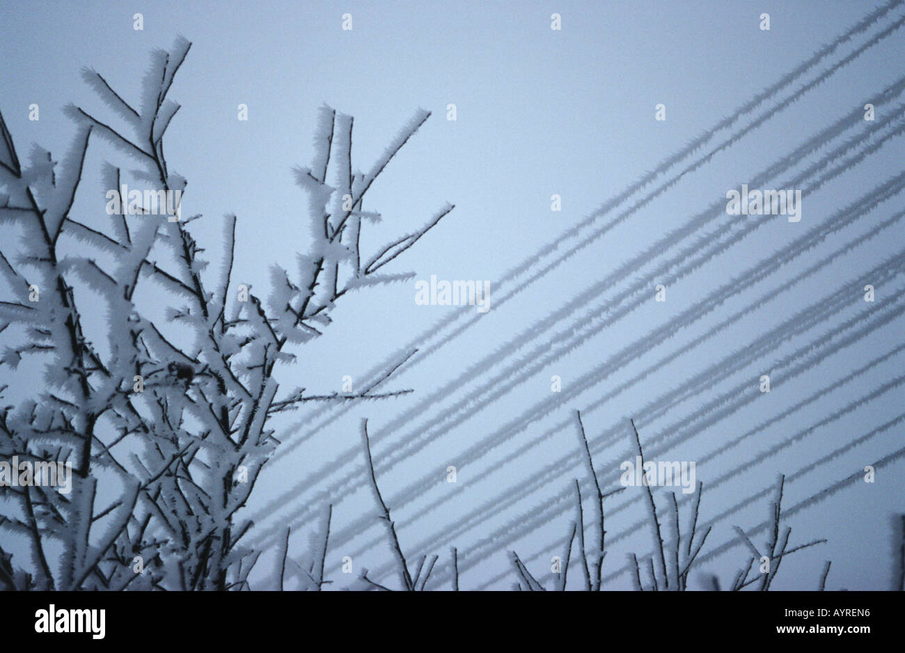 Frosty tree and parallel telecommunication wire lines Stock Photo - Alamy
