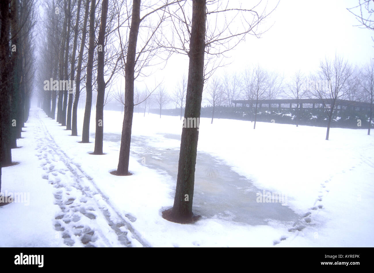 Winter in a park with grove of poplar trees Stock Photo - Alamy