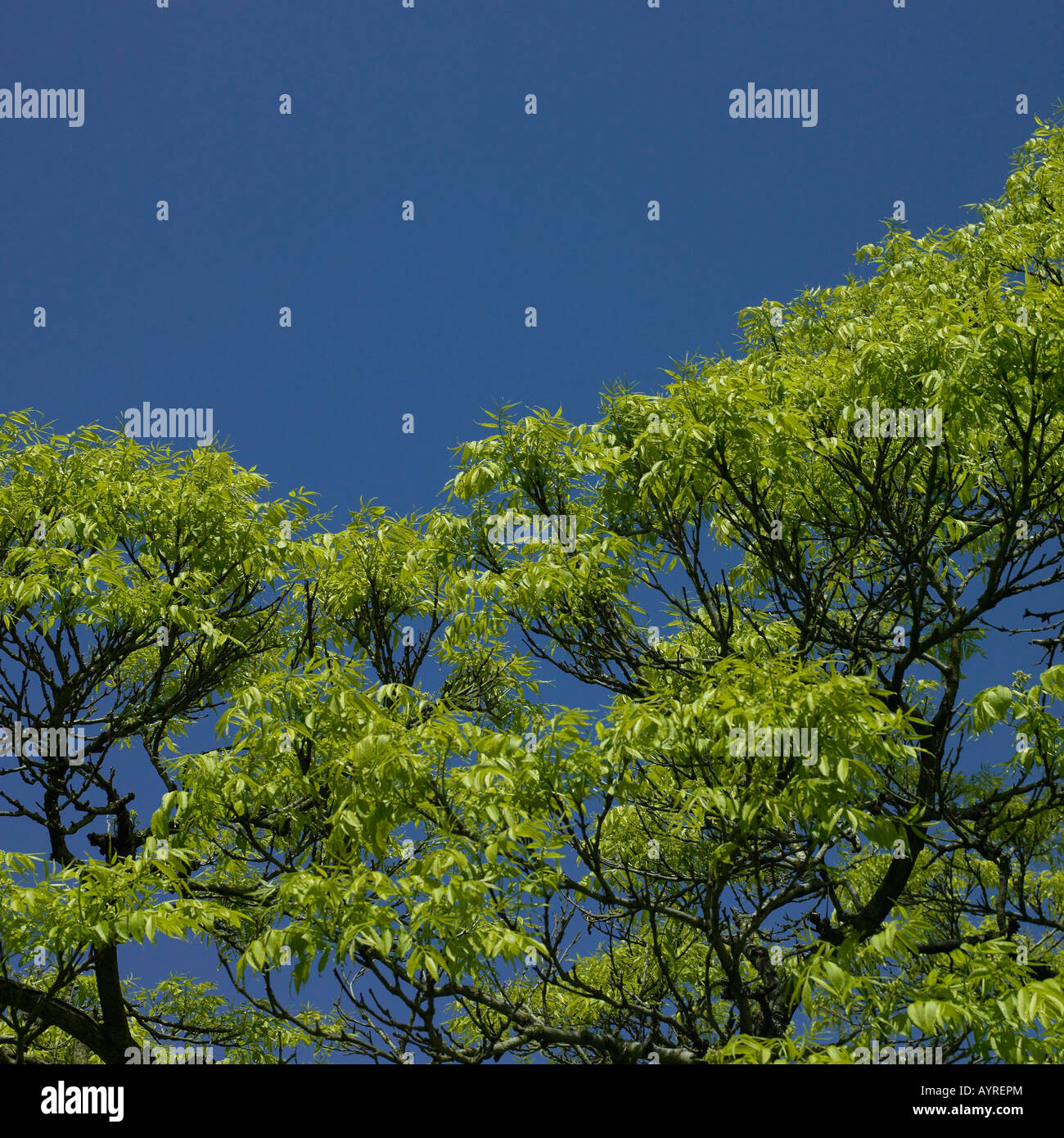 Basic spring hi-res stock photography and images - Alamy