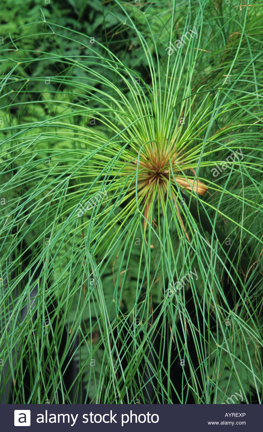 Papyrus Stock Photos & Papyrus Stock Images - Alamy