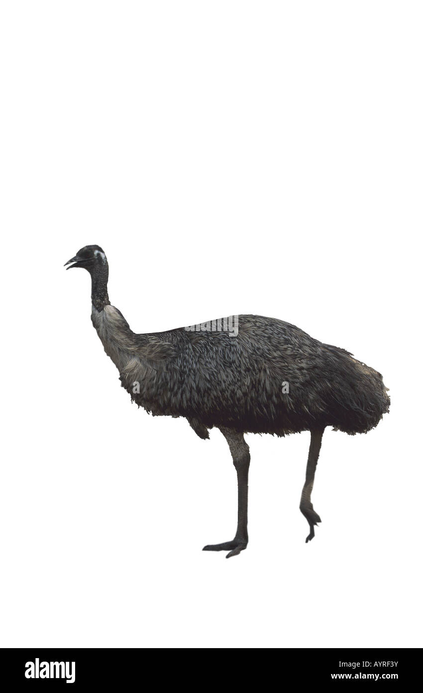 Dromiceius emu Cut Out Stock Images & Pictures - Alamy