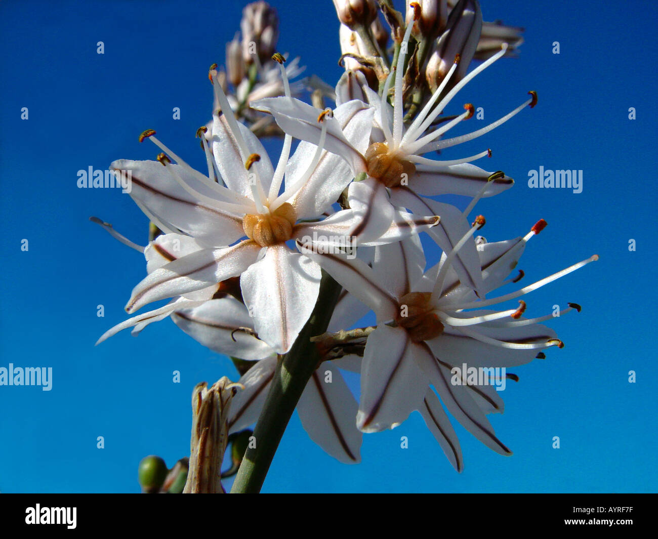 White Asphodel Flower of Cyprus Stock Photo - Alamy