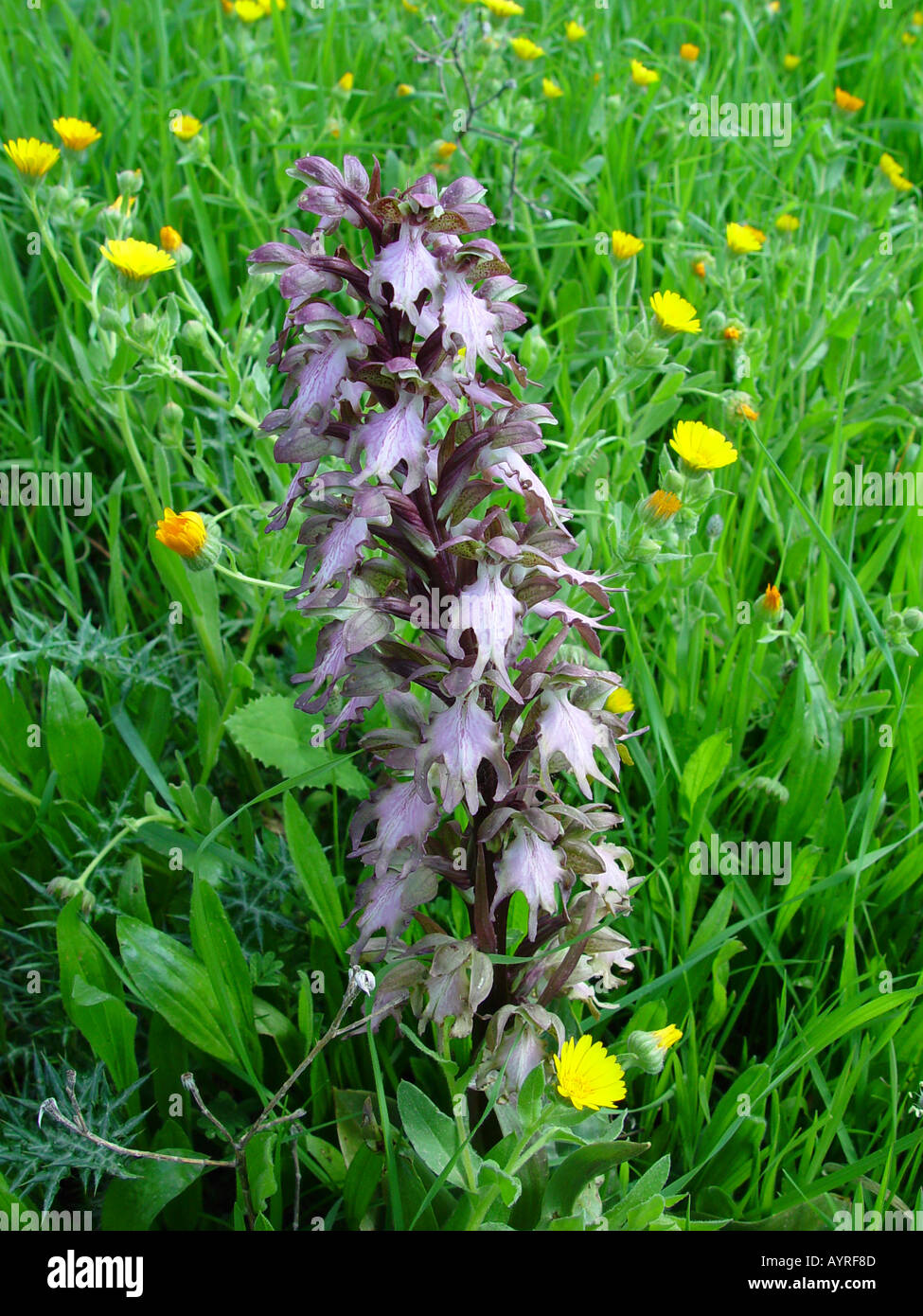 Giant orchid cyprus hi-res stock photography and images - Alamy