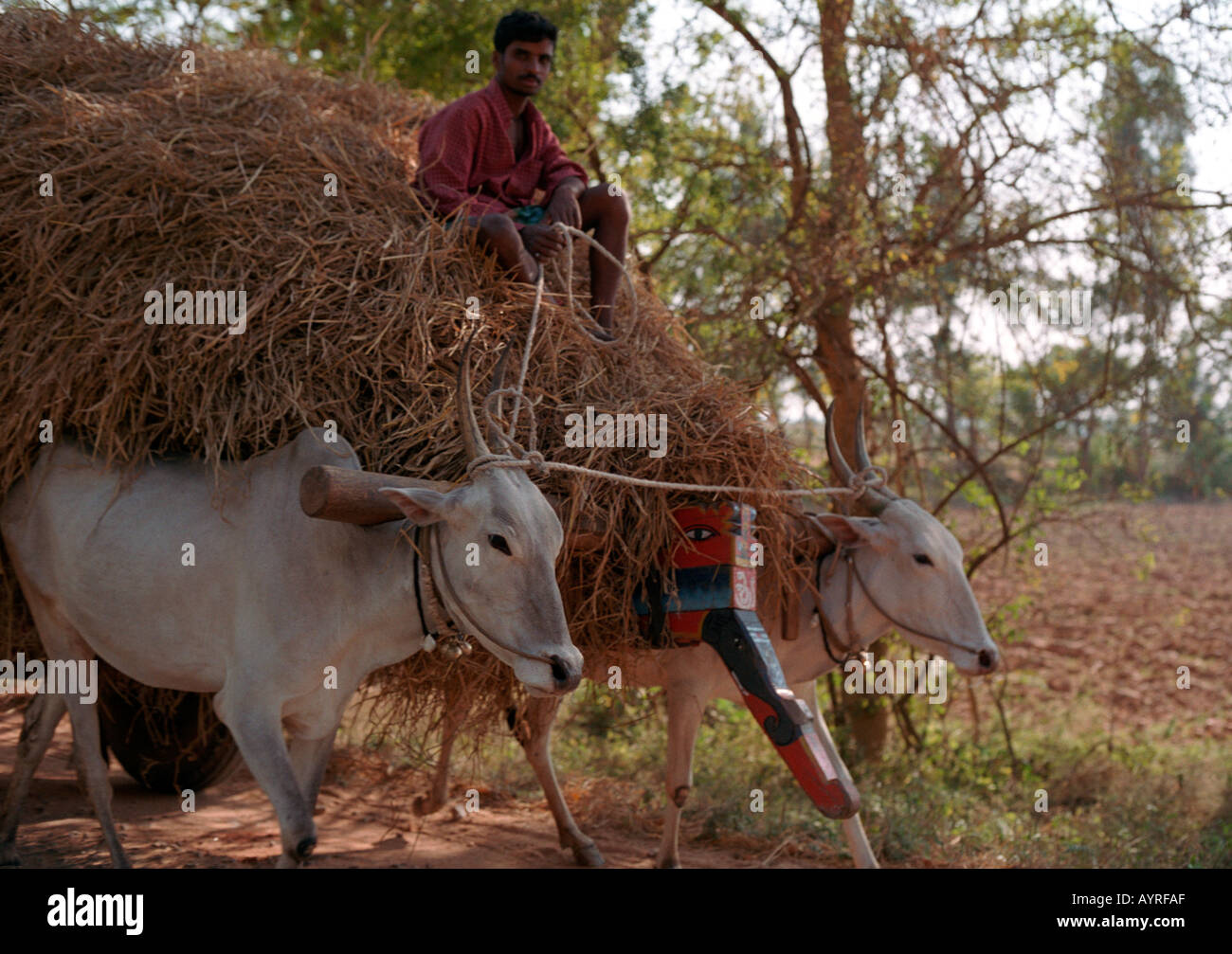A load of hay Stock Photo - Alamy