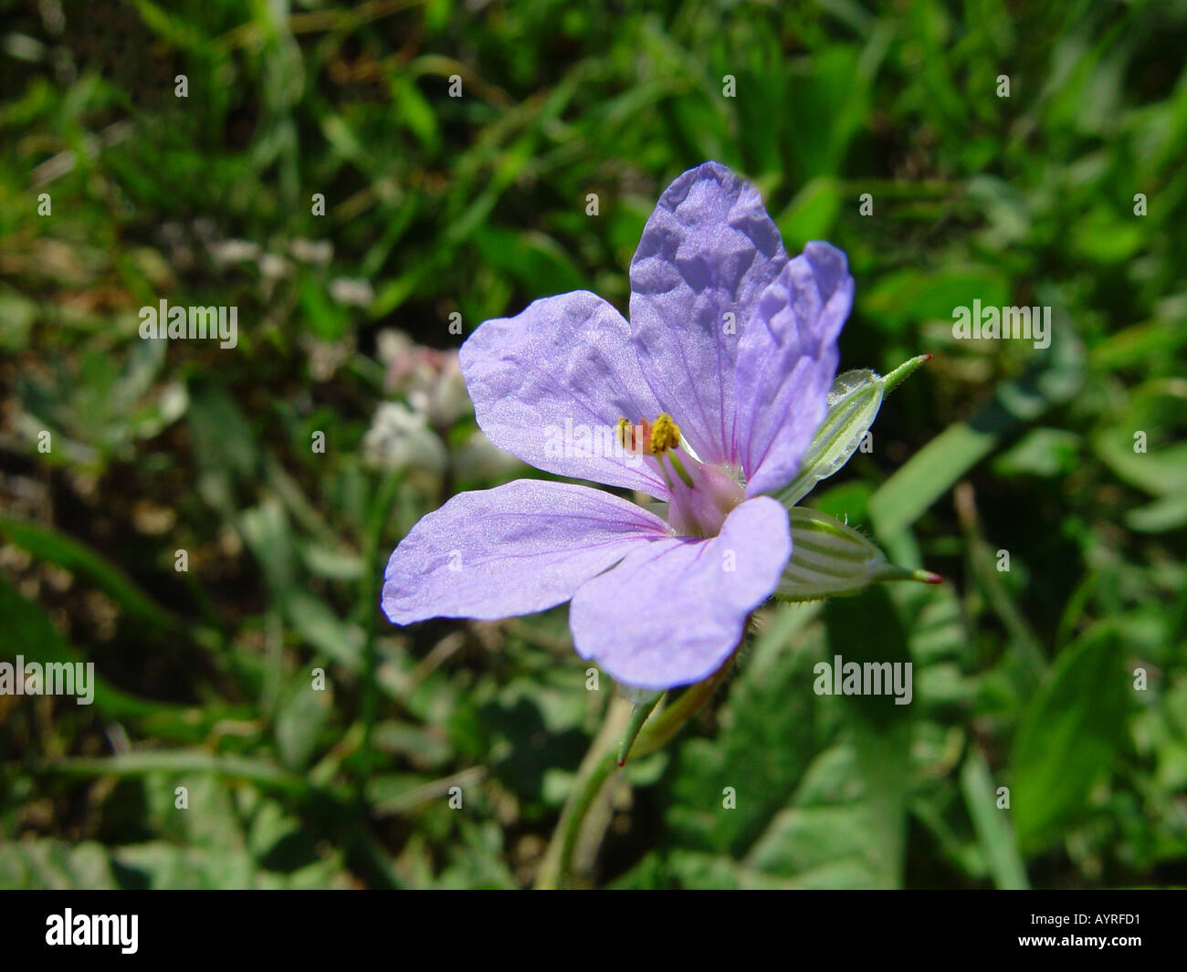Blue Flower in Akamas National Park in Cyprus Name Engl Lat 43 Stock ...
