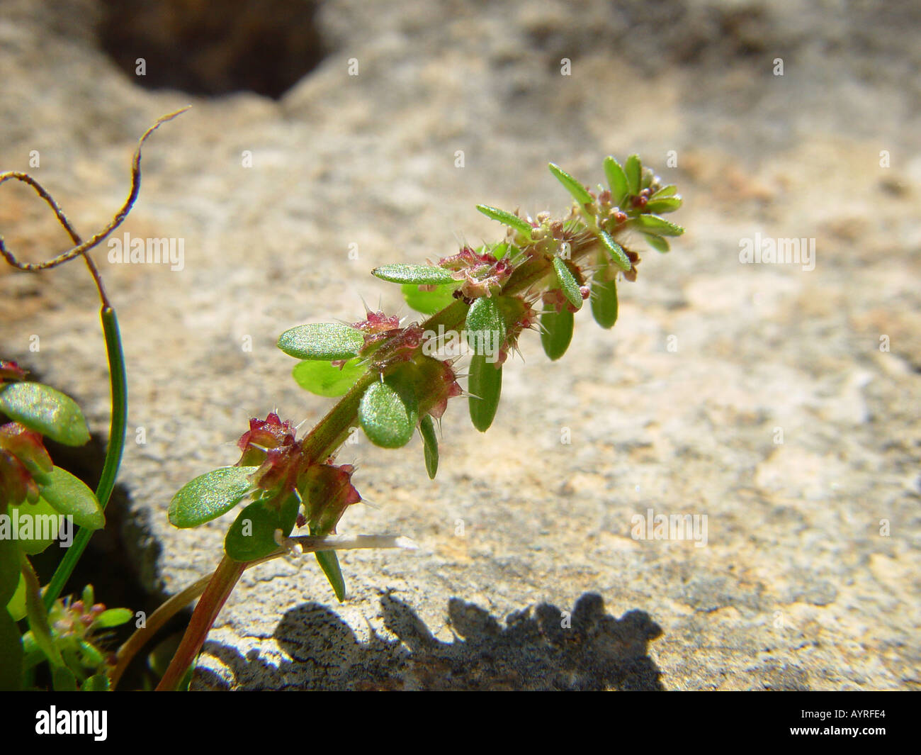 Flower in Akamas National Park in Cyprus Name Engl Lat 41 Stock Photo ...