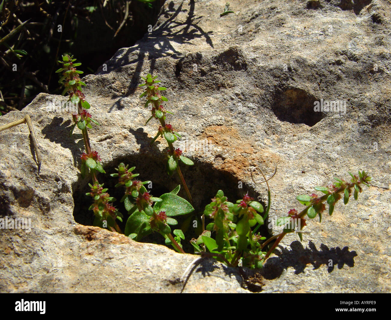 Flower in Akamas National Park in Cyprus Name Engl Lat 41 Stock Photo ...