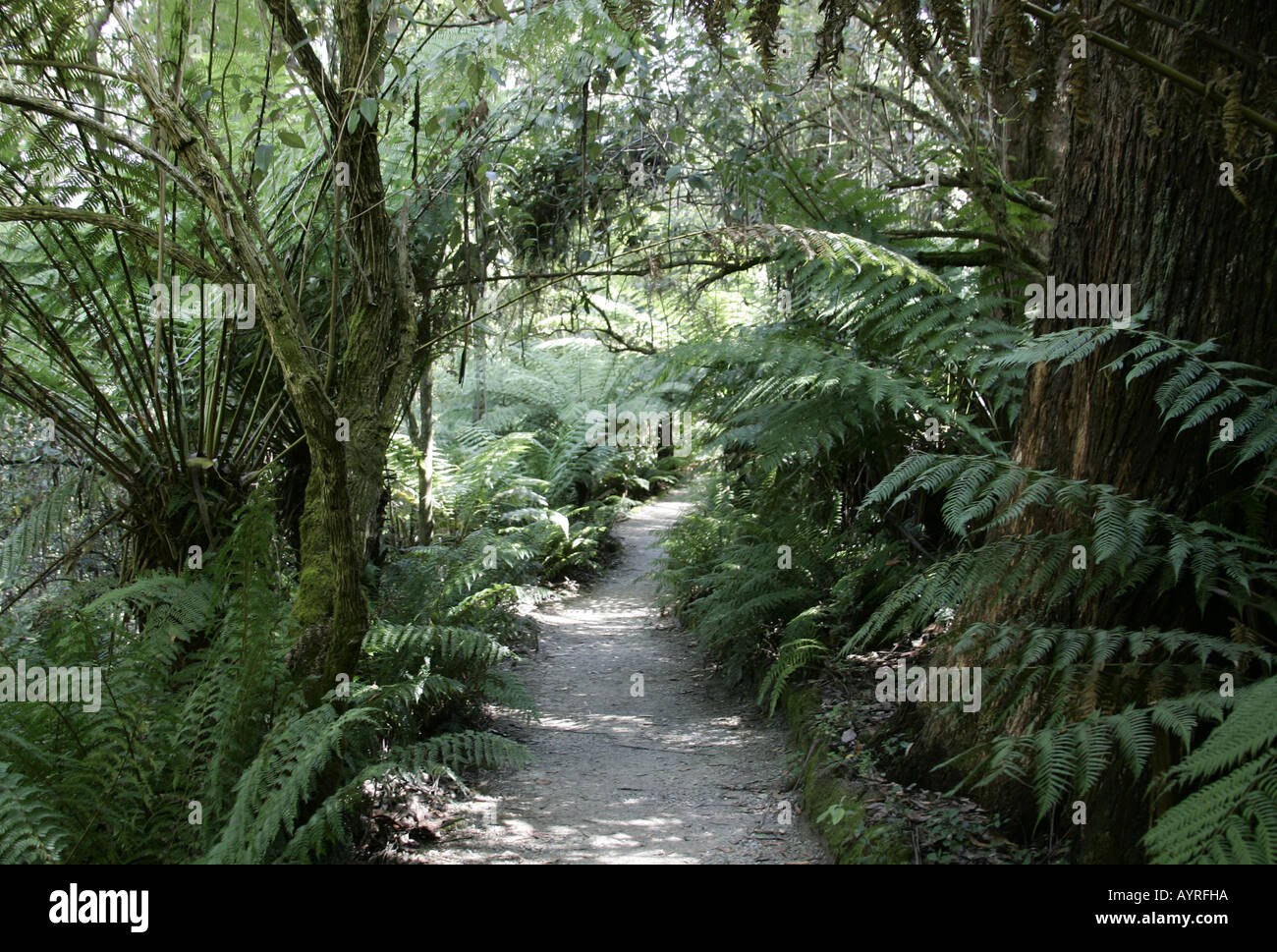 Path through rainforest in Australia Stock Photo - Alamy