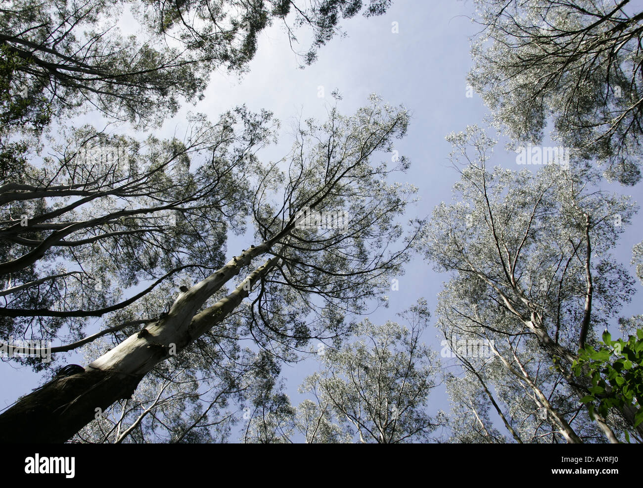 Bottom view tops green trees hi-res stock photography and images - Alamy