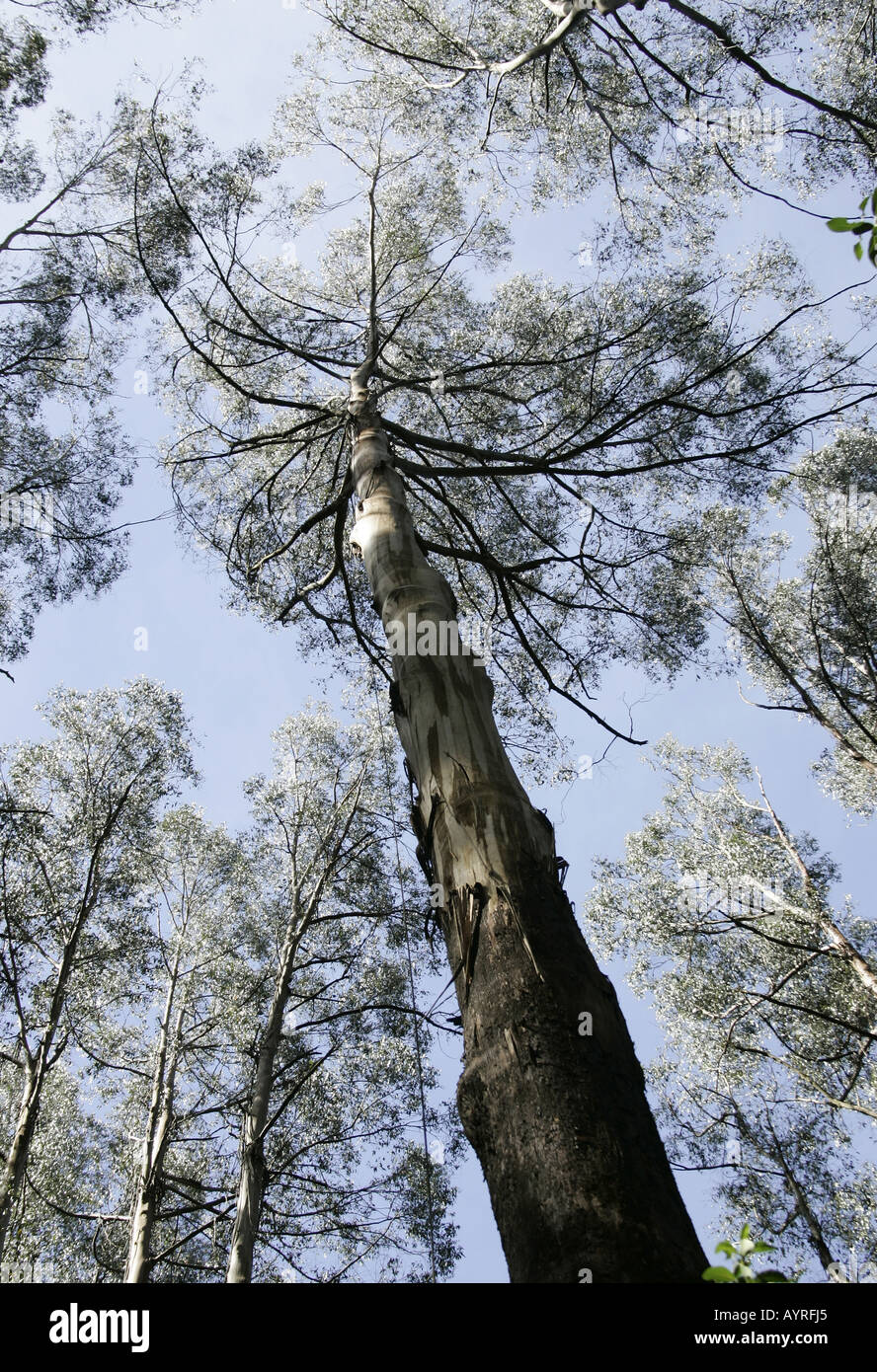Up towards treetops hi-res stock photography and images - Alamy