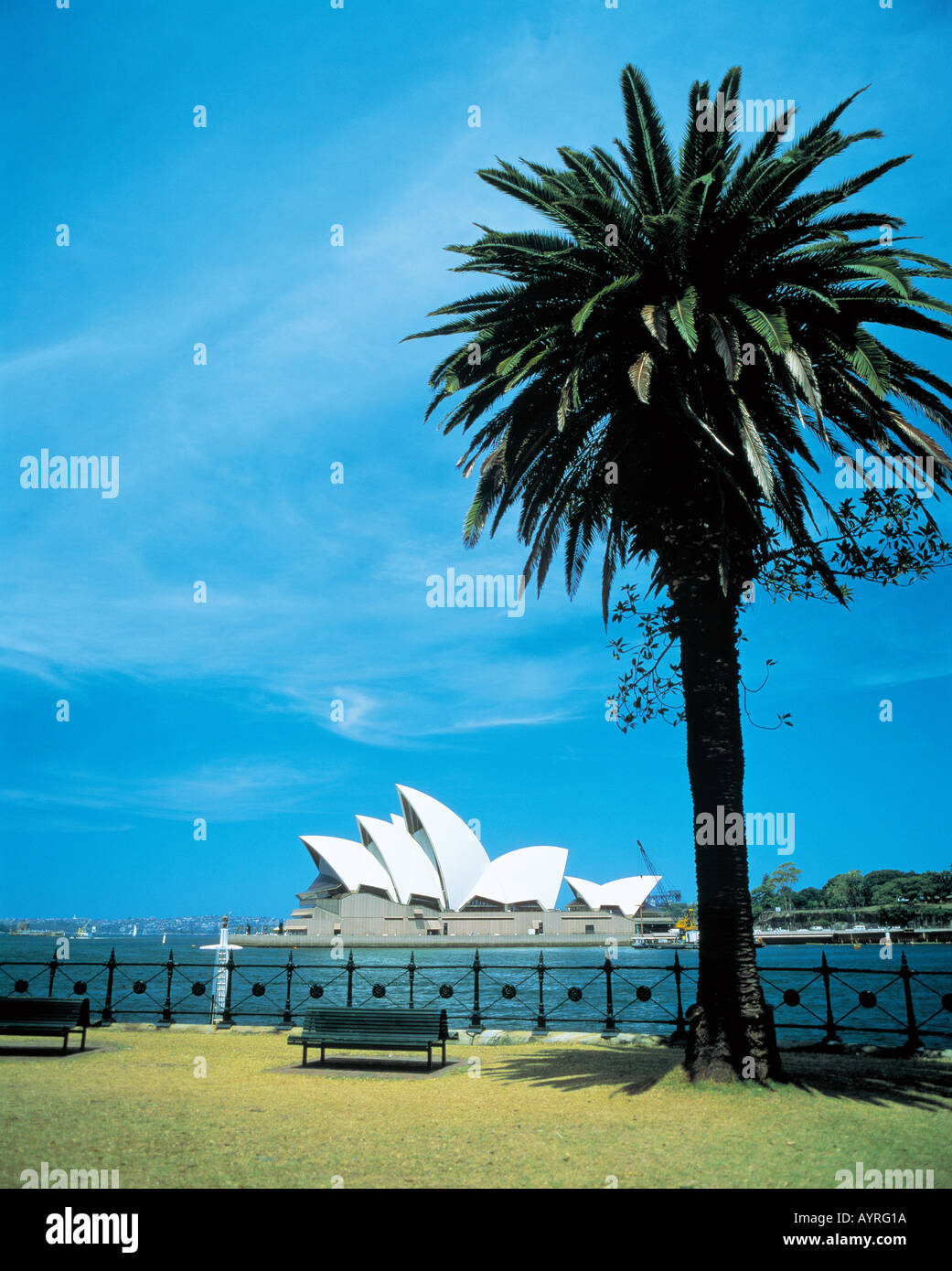 Sydney Opera House with Tree Stock Photo - Alamy