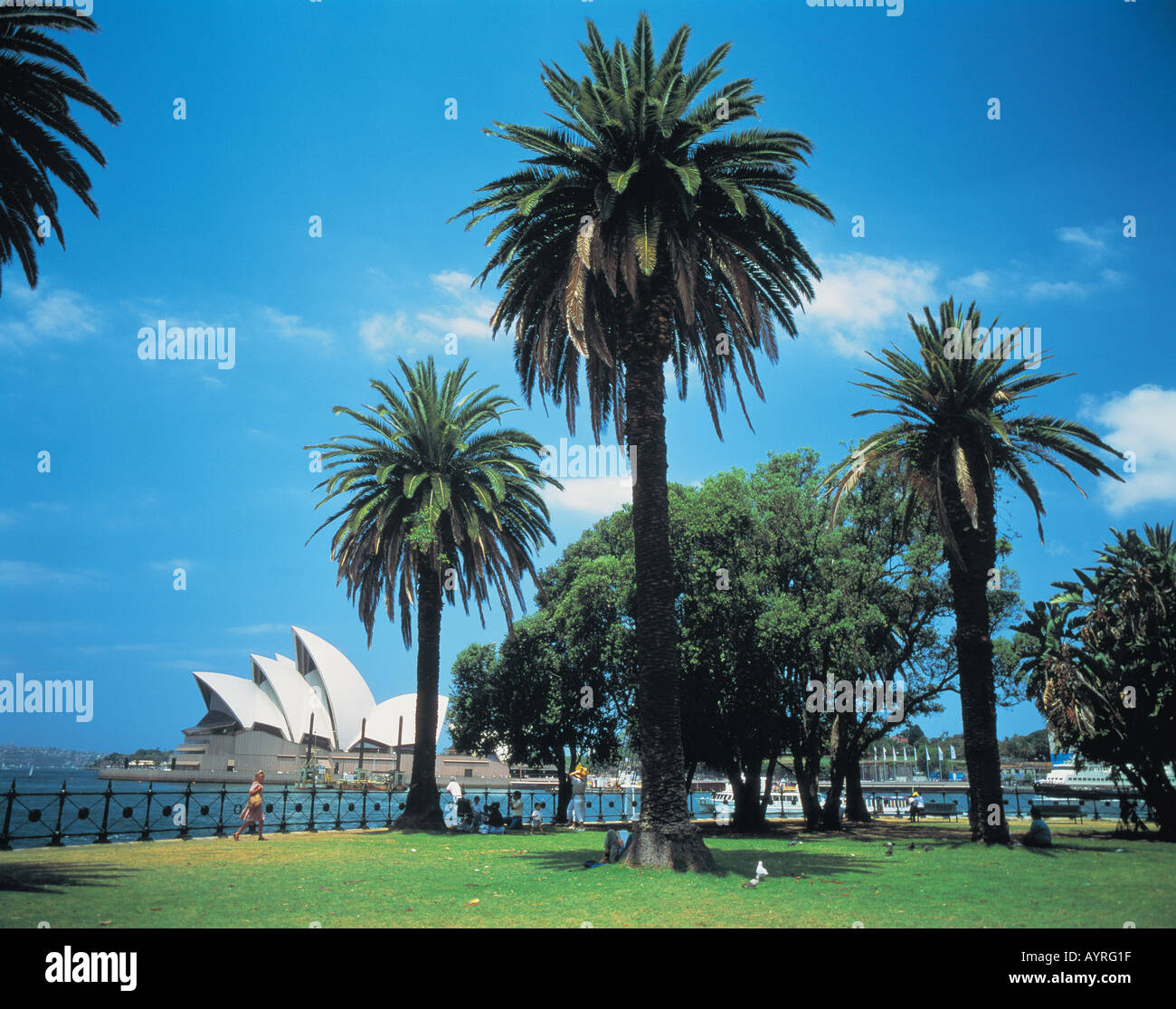 Sydney Opera House with Trees Stock Photo - Alamy
