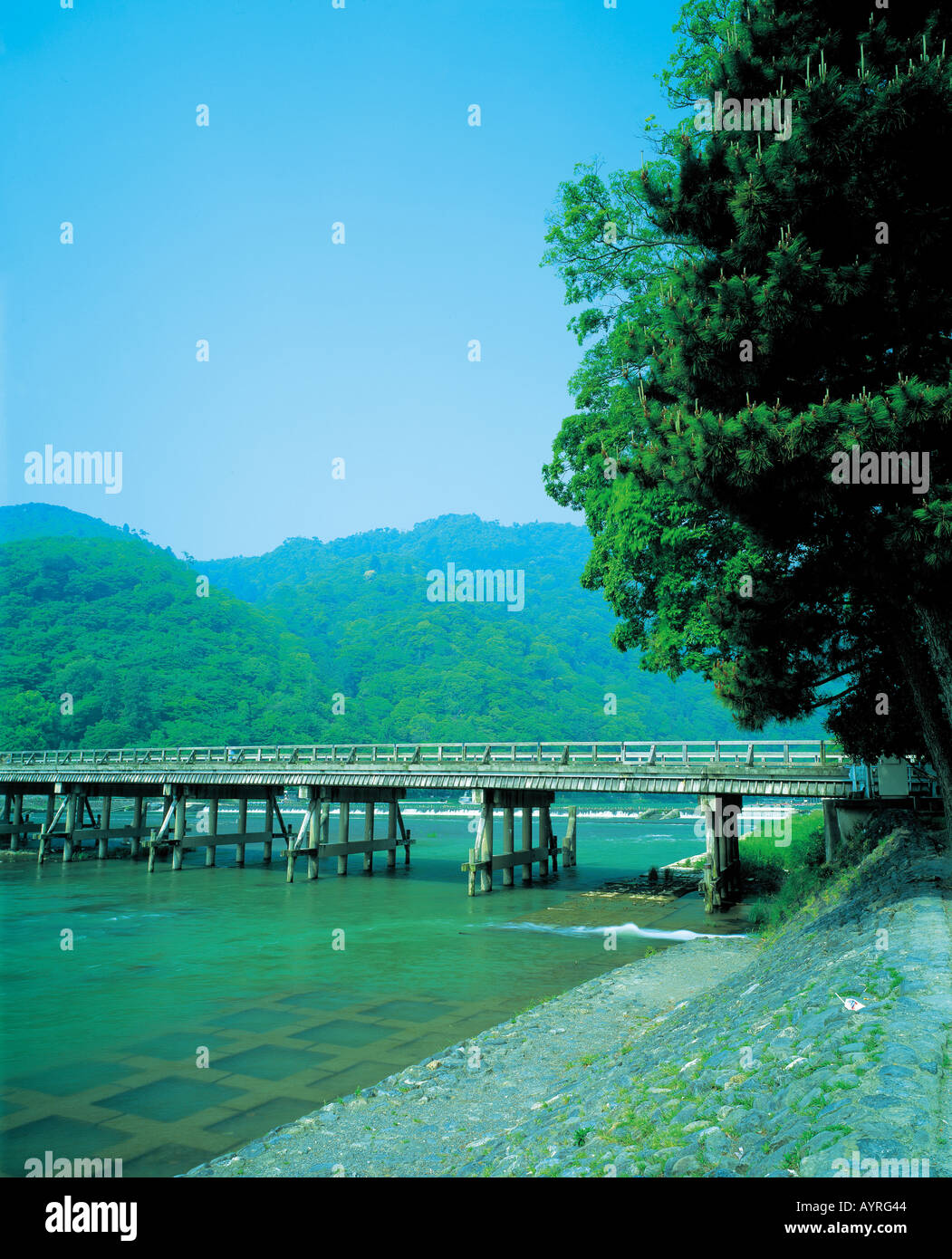 Tree with Bridge Stock Photo - Alamy