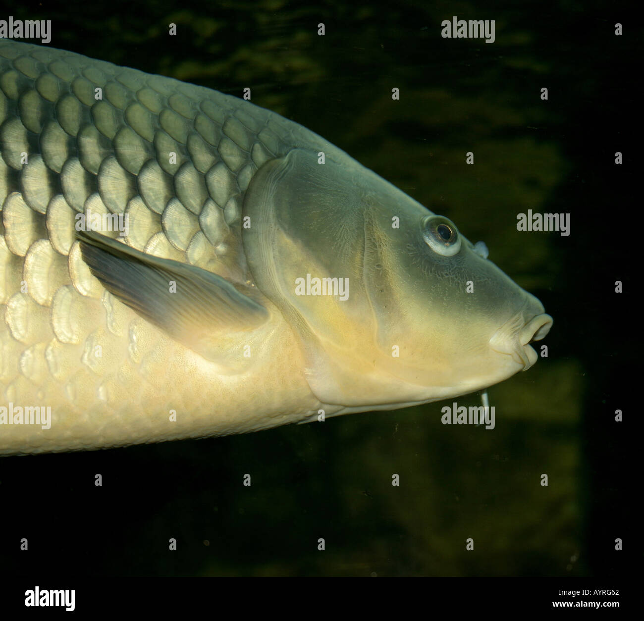 Carp (Cyprinus carpio Stock Photo - Alamy