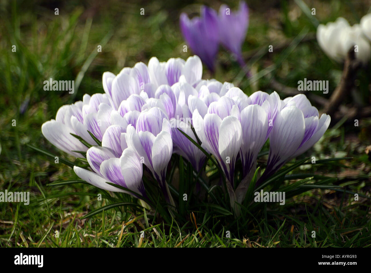 Dutch Crocuses (Iridacea Stock Photo - Alamy