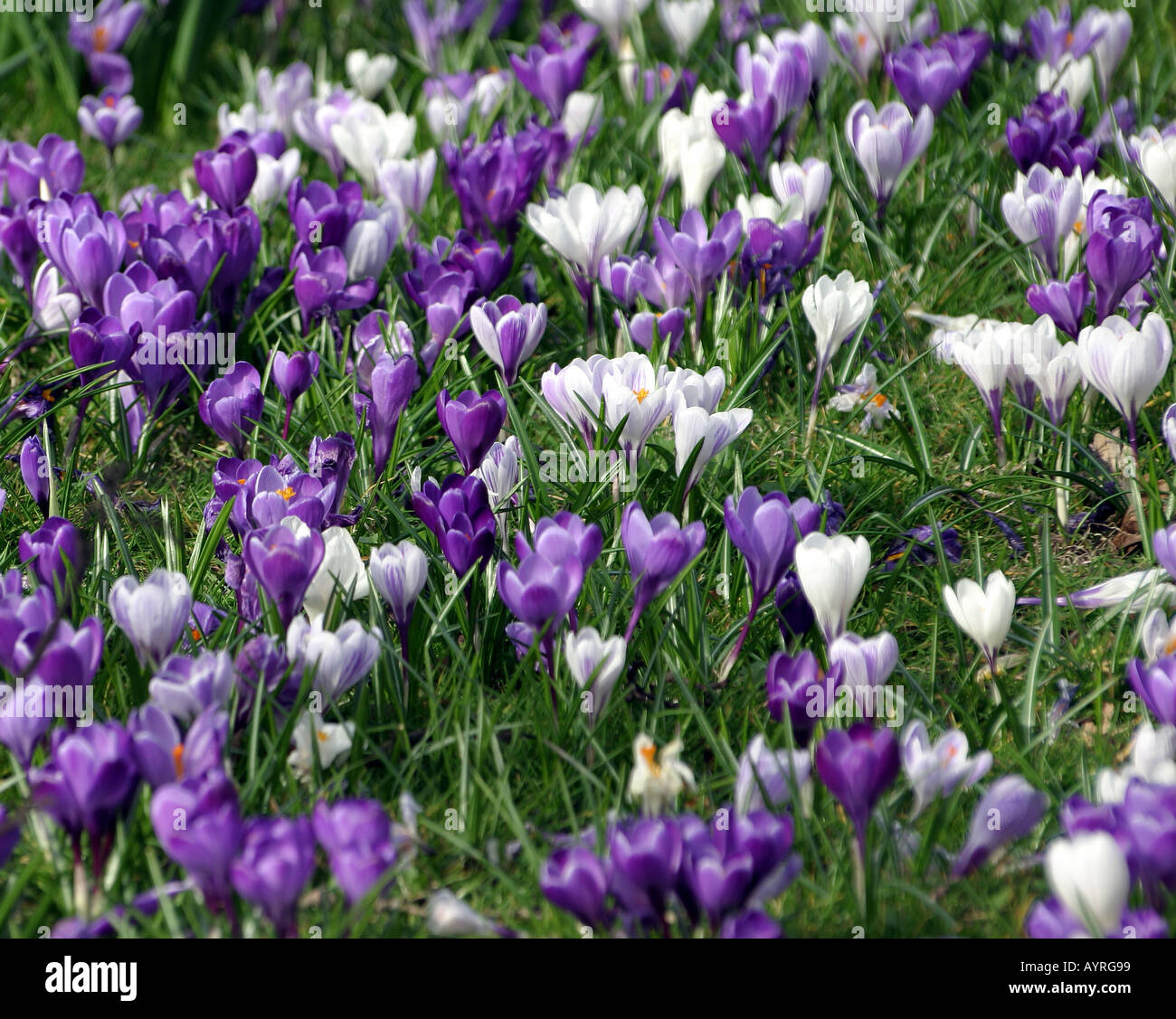 Dutch Crocuses (Iridacea Stock Photo - Alamy
