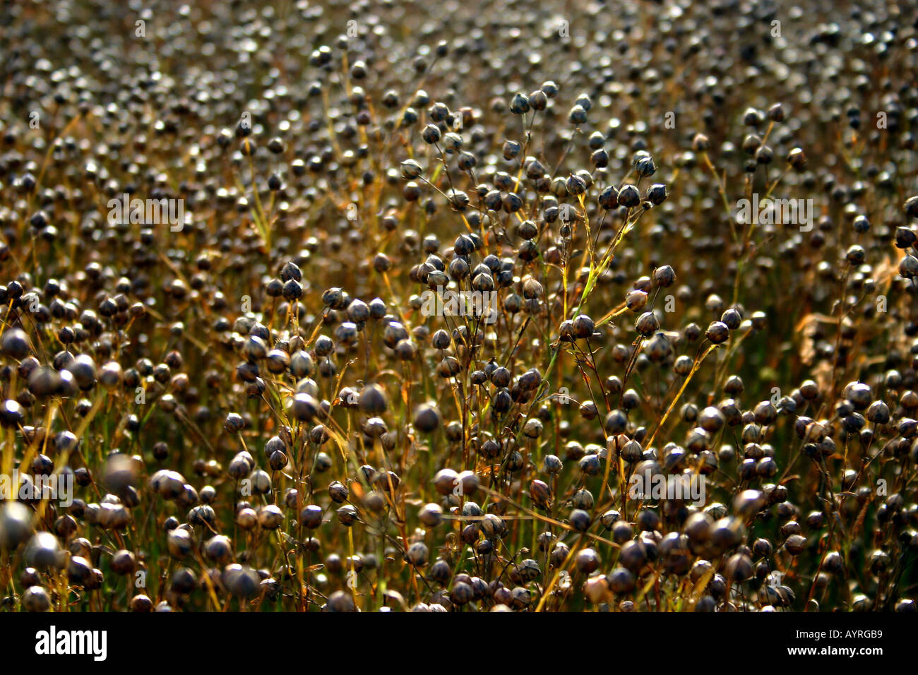 Linseed production hi-res stock photography and images - Alamy