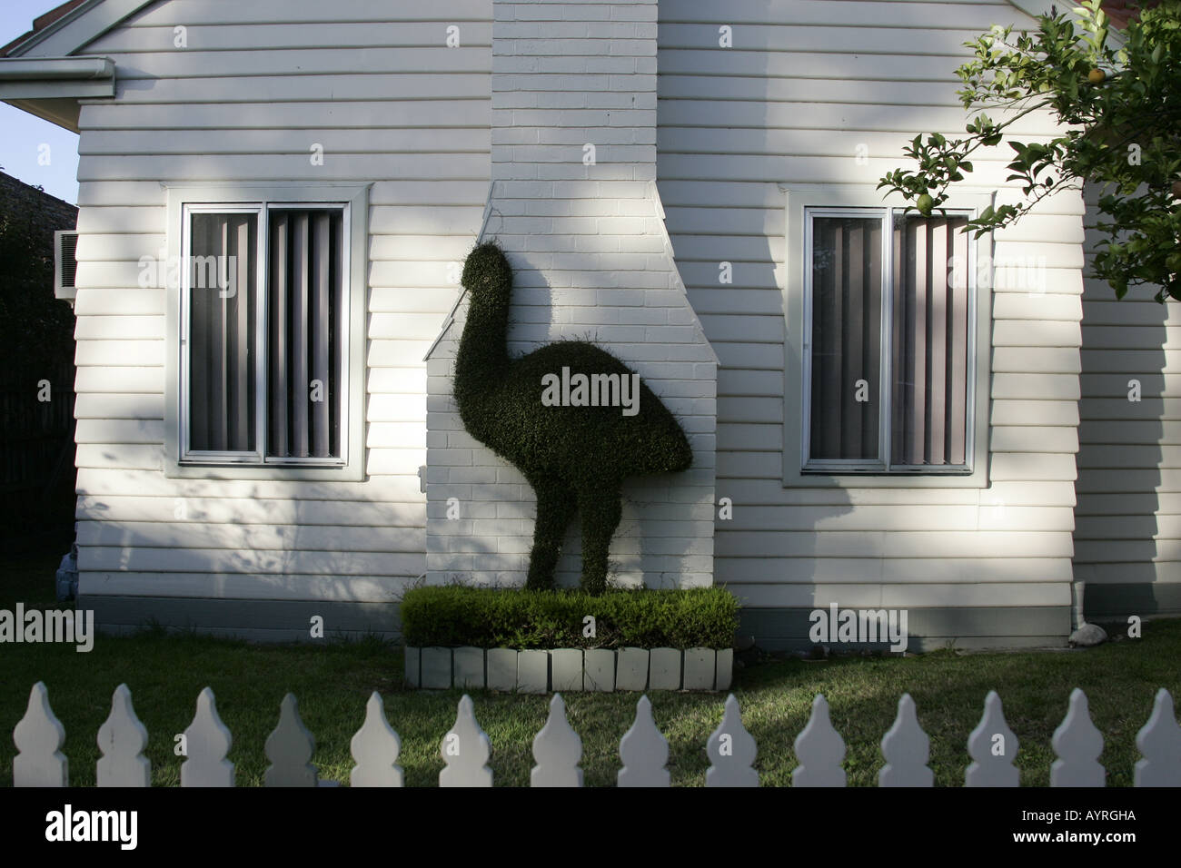 Garden plant cut in the shape of an Emu in Melbourne,Australia Stock ...