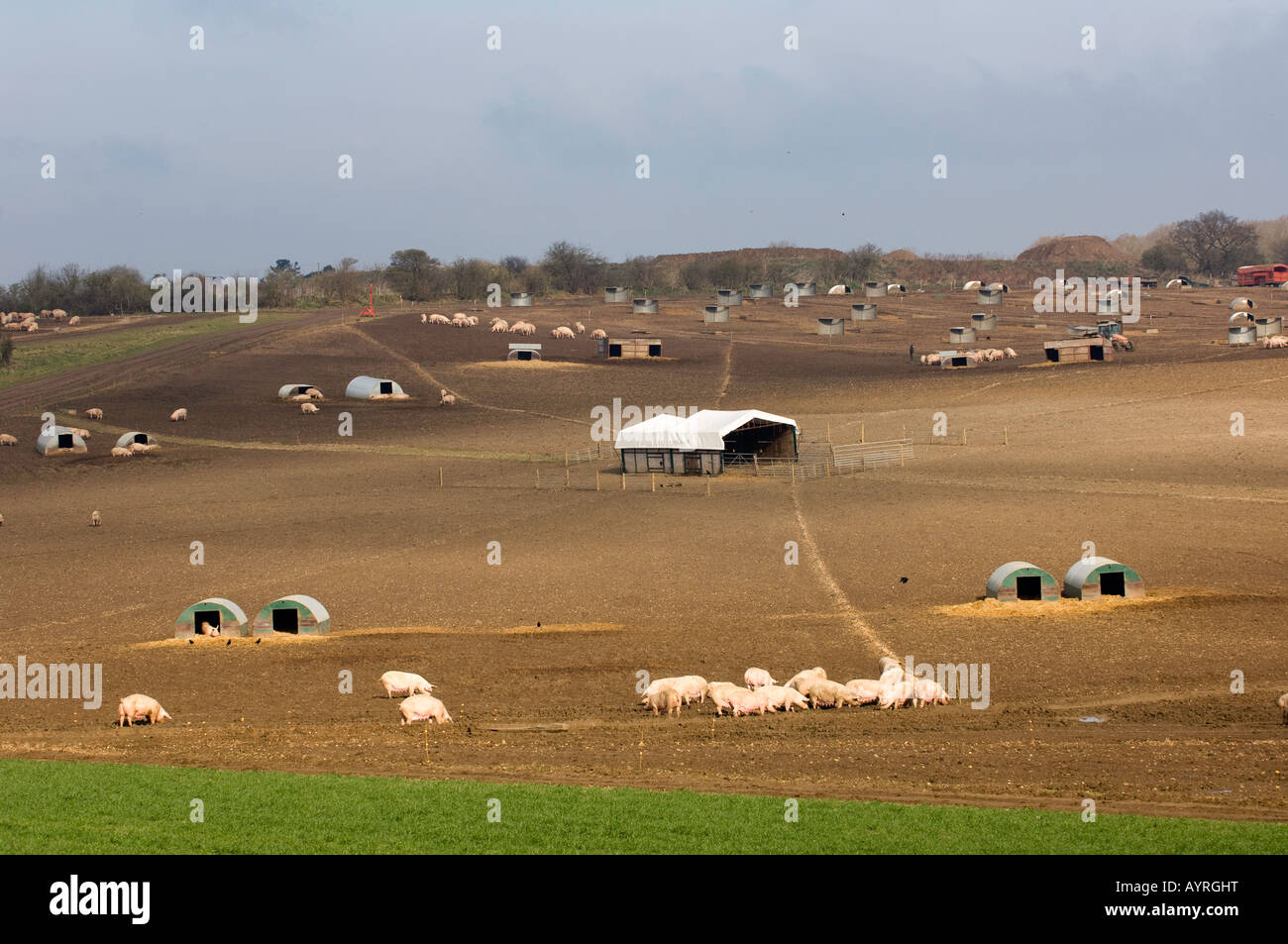 Free range Pig unit with housing for sows on hillside Oxfordshire Stock ...