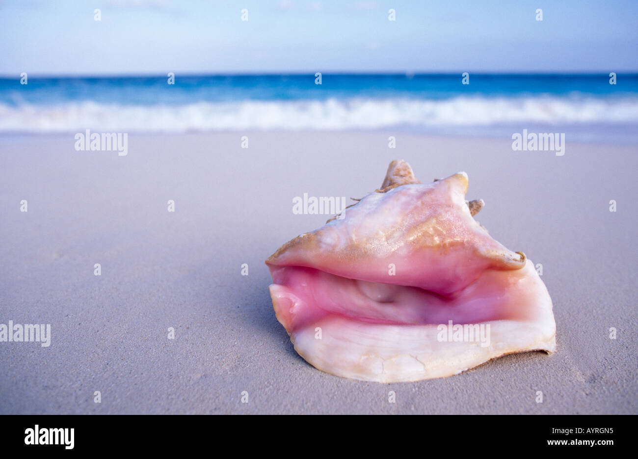 Konch shell hi-res stock photography and images - Alamy