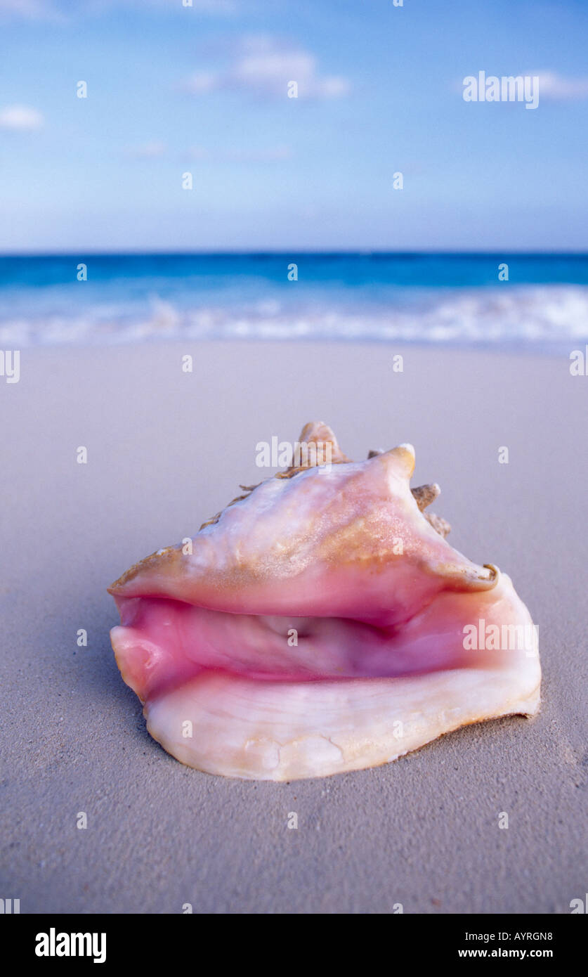 Conch shell on the beach at Grace Bay, Turks & Caicos Stock Photo - Alamy