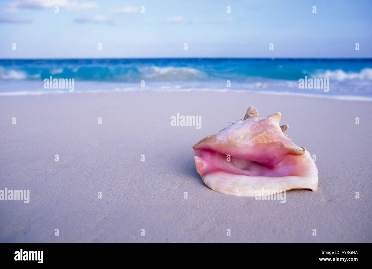 Conch shell on the beach at Grace Bay, Turks & Caicos Stock Photo - Alamy