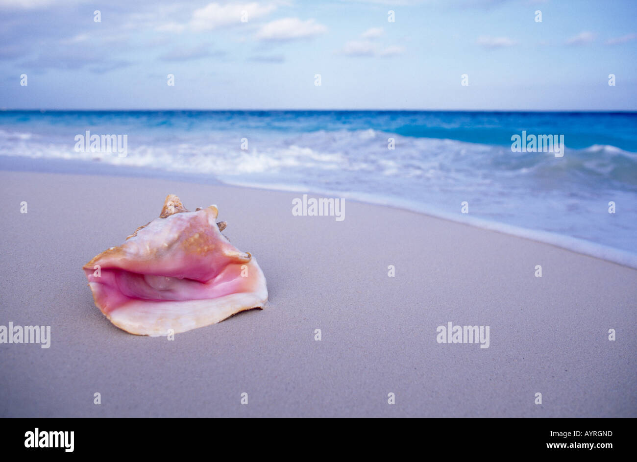 Conch shell on the beach at Grace Bay, Turks & Caicos Stock Photo - Alamy