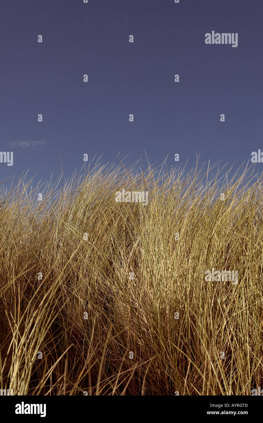 Long dry grass at seaside Stock Photo - Alamy