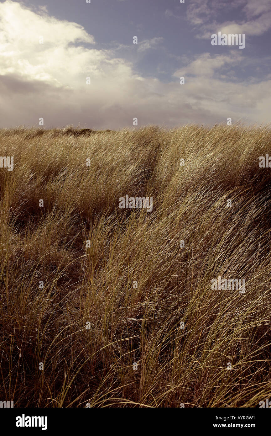 Long dry grass at seaside Stock Photo - Alamy