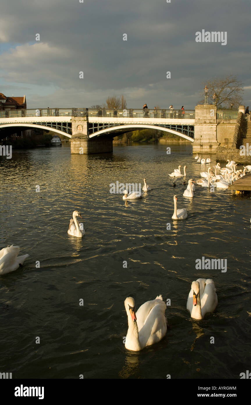 Windsor thames swans hi-res stock photography and images - Alamy