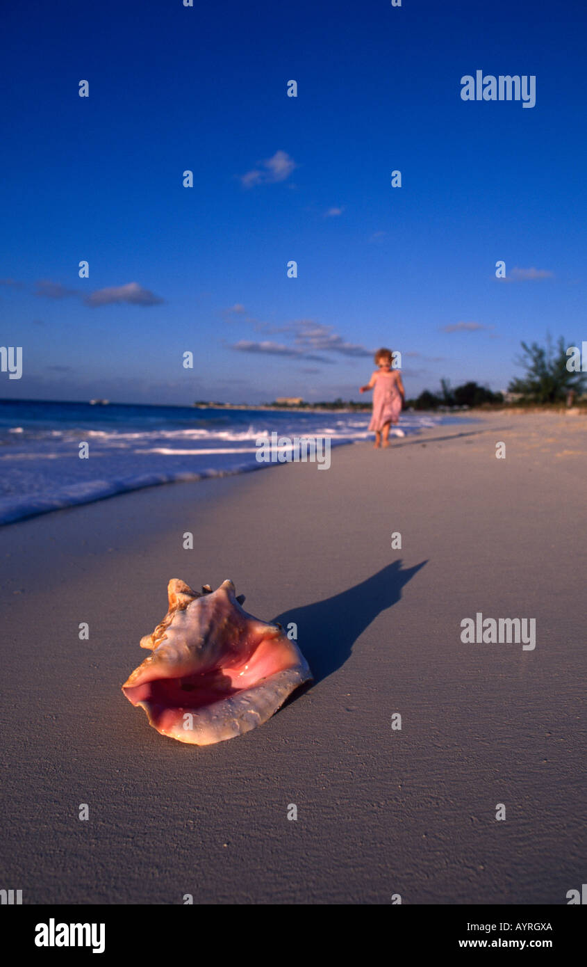 Conch Shells Providenciales Turks Caicos High Resolution Stock ...